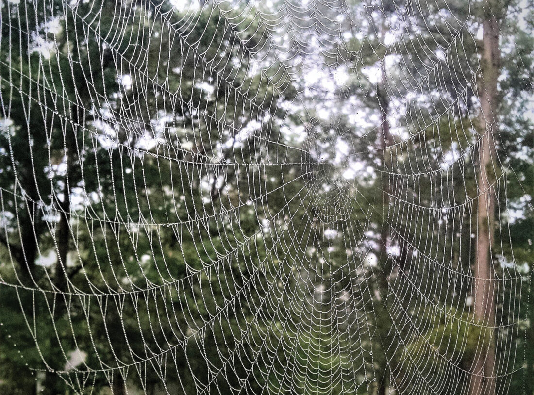 The Benefits of Spiders to Humans - Grit